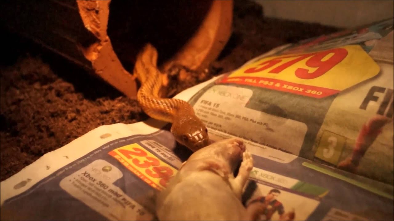 retarded snake eating rat - YouTube