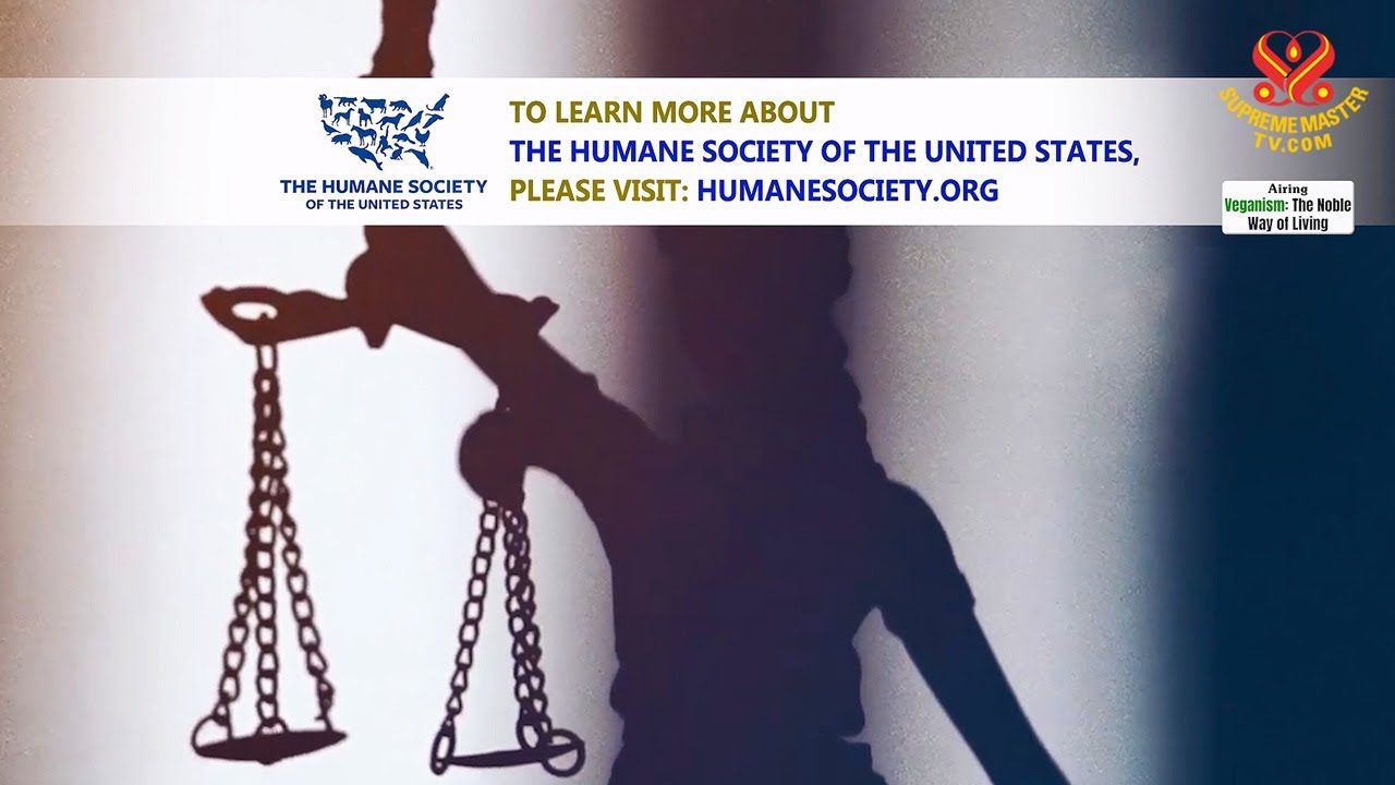 1988 VEG Humane Society of the USA: Improving the Lives of Animal ...