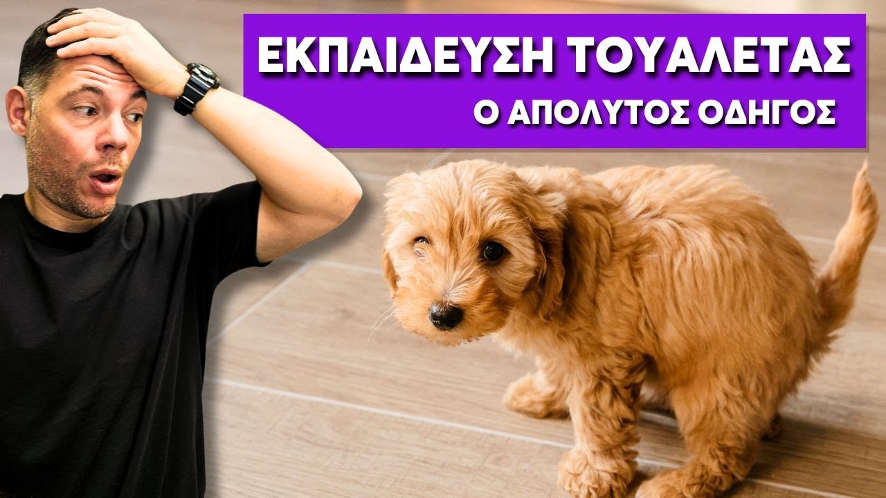 Εκπαίδευση Σκύλου στην Τουαλέτα - Ο Απόλυτος Οδηγός - YouTube