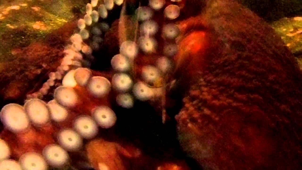 pacific giant octopus at seattle aquarium - YouTube