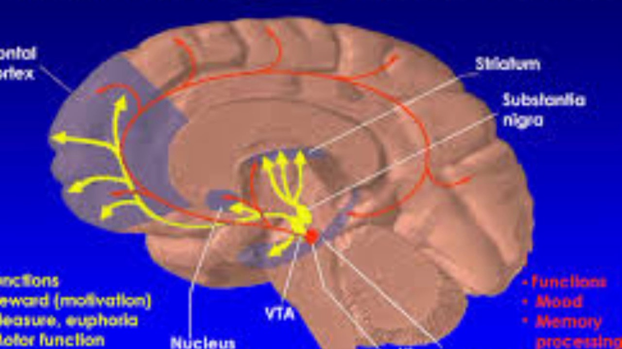 Neural Basis Of Learning Biopsikologi Kelompok 25 KP C Universitas ...