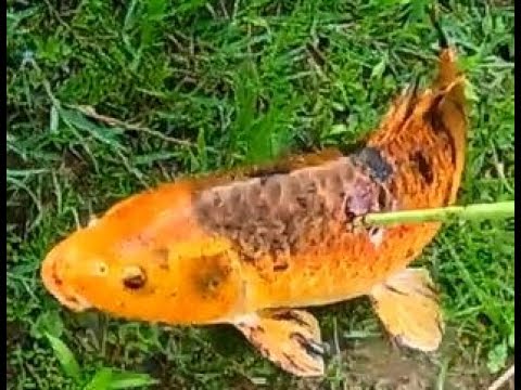 BowFishing Koi Carp NZ Part 9 - YouTube