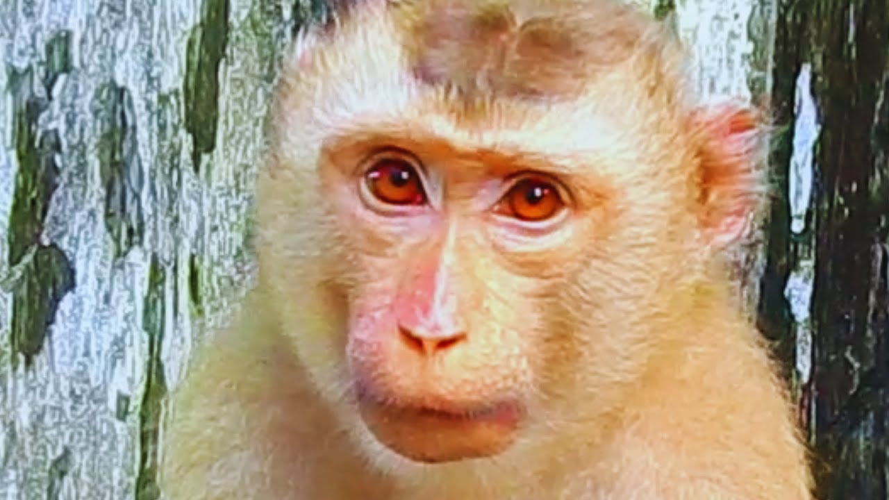 Good, adorable monkey Rojo is waiting for fruit he is so hungry. - YouTube