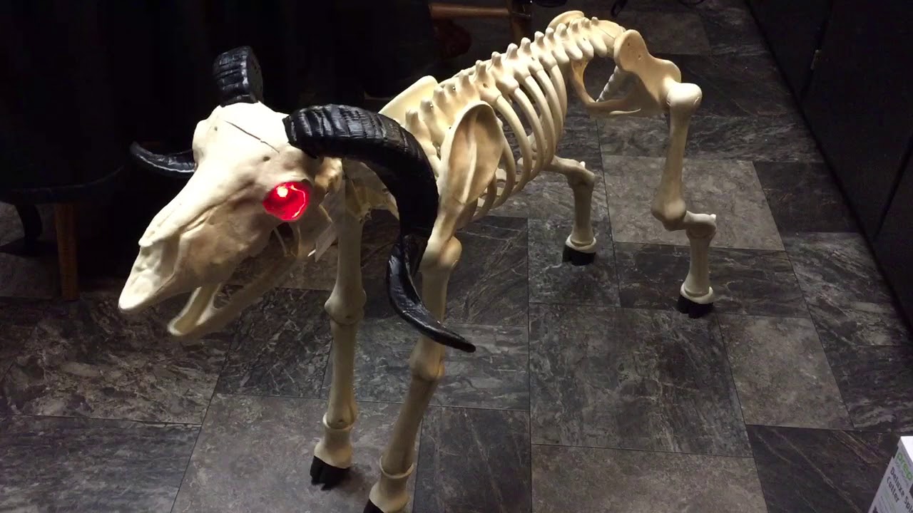 Animated Goat Skeleton - YouTube