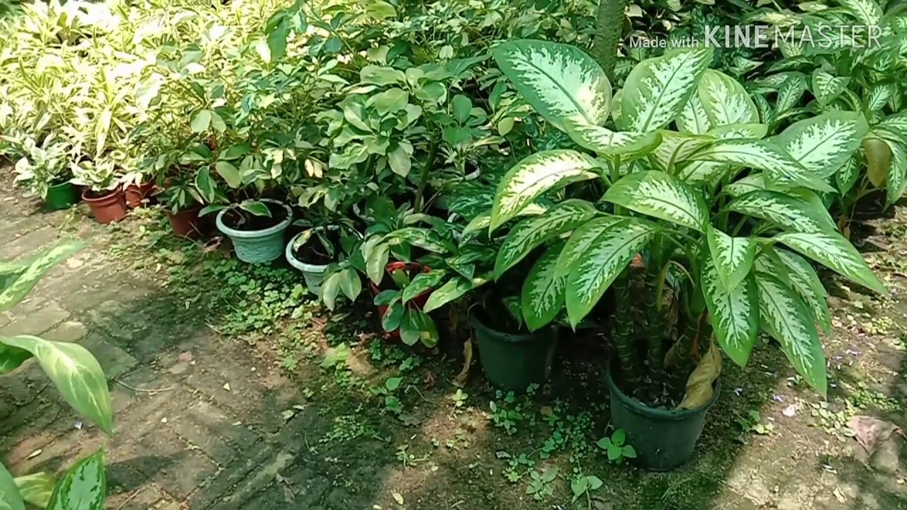 NURSERY (Ronda2 kedai bunga) - YouTube