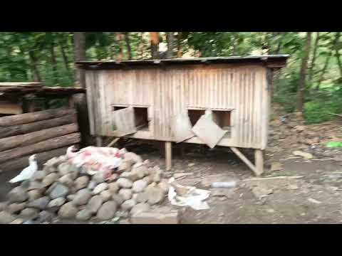 CEPAT TONTON⚠️AWAS BIKIN BASAHHH.. KALAU GAK KUAT TUTUP LAYAR.MENGUNJUNGI SUKU PEDESAAN TERPENCIL.