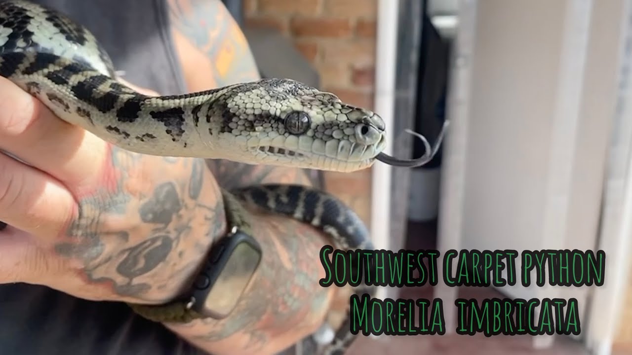 Southwest carpet python ( Morelia imbricata ) - YouTube