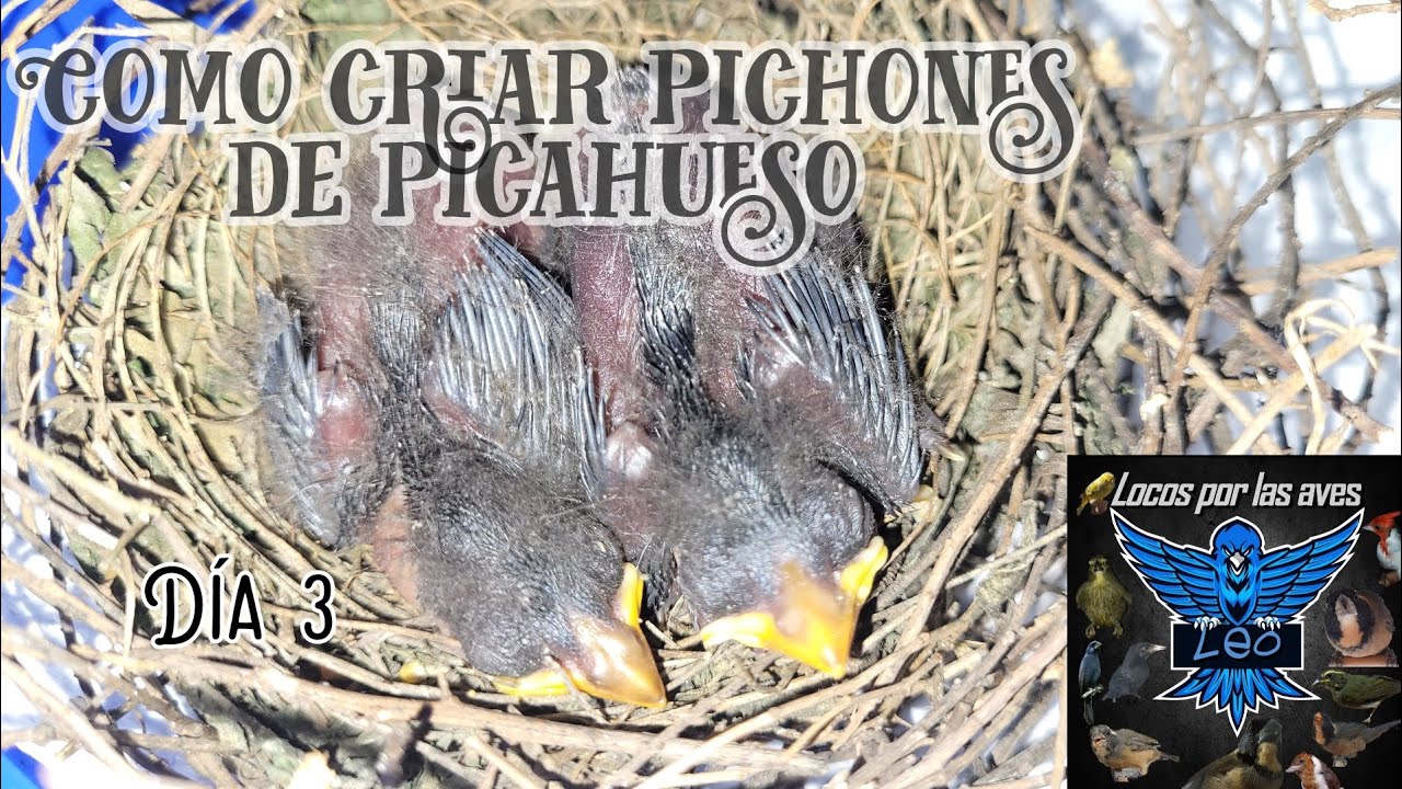 Como criar pichones de picahuesos día 3 - YouTube
