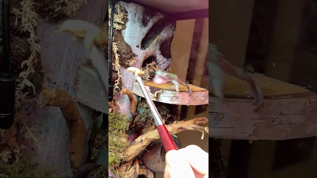 Dumpy frog can’t wait! - YouTube