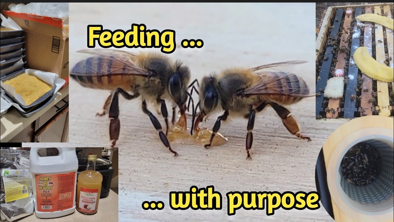 Feeding honey bees, with purpose - YouTube