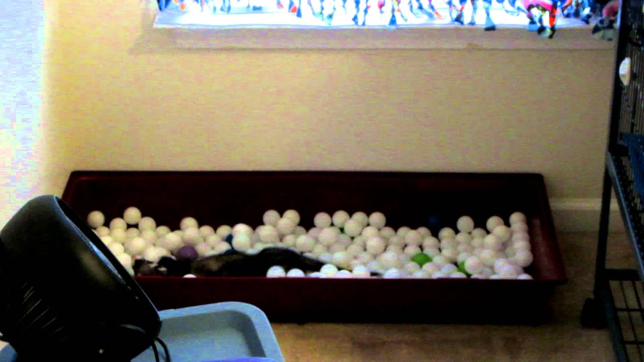 Ferret Ball Pit - YouTube