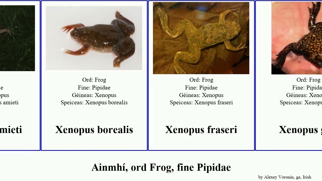 Ainmhí, ord Frog, fine Pipidae xenopus animal borealis pipa laevis ...