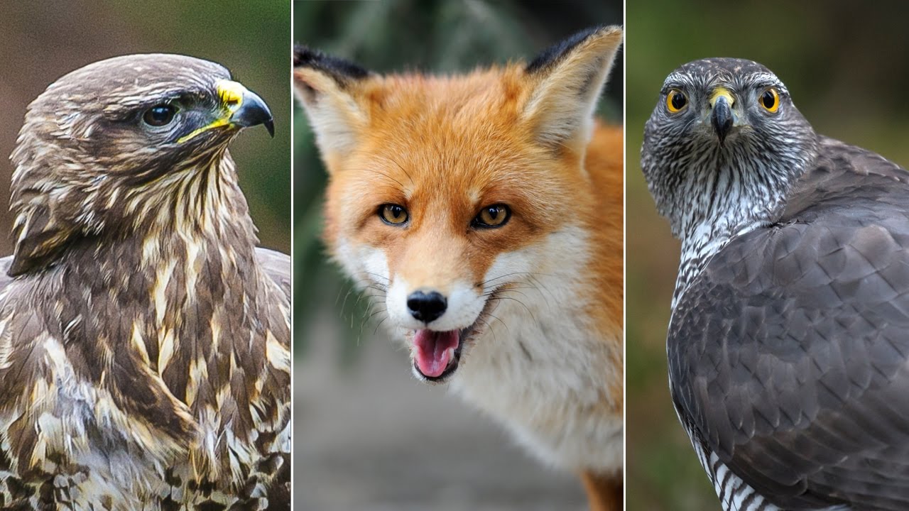 Experience Norwegian Forest Birds and Animals Up Close - YouTube