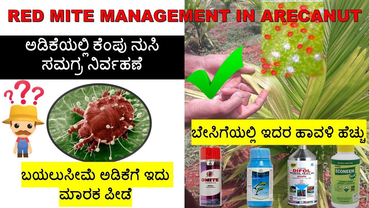 ಅಡಿಕೆಯಲ್ಲಿ ಕೆಂಪು ನುಸಿ ನಿರ್ವಹಣೆ |Red Mite Management in Arecanut ...