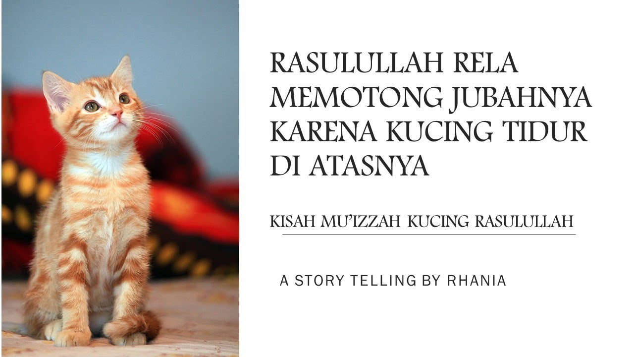 Keistimewaan Muezza Kucing Rasulullah Rhania's Story Telling - YouTube