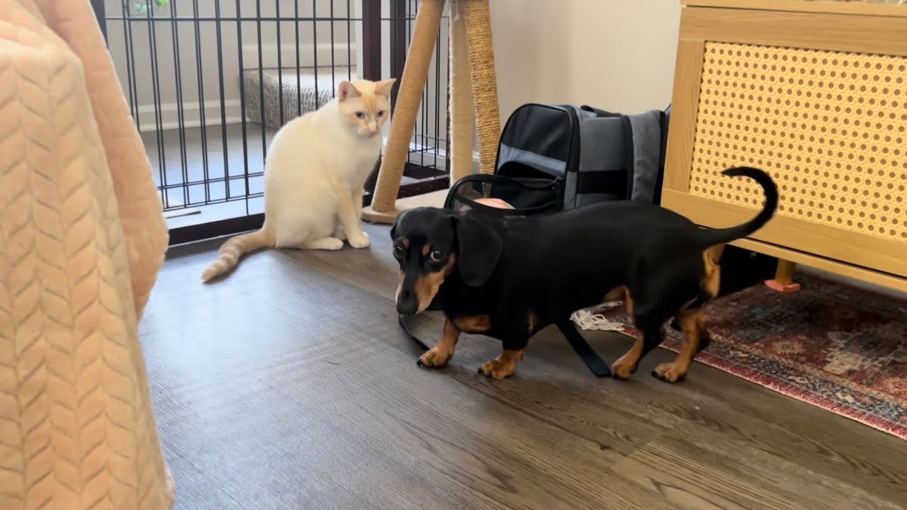 Mini Doxie living her best life 💖 - YouTube