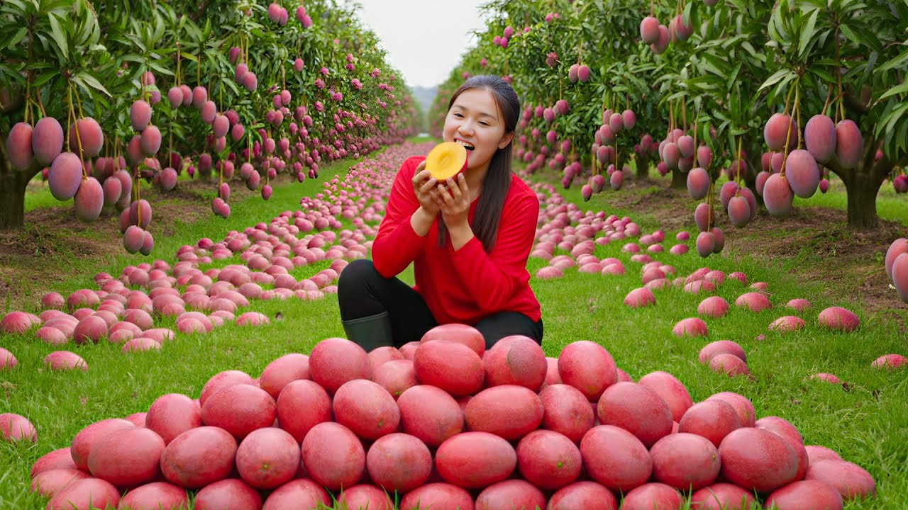 Harvesting 250kg of Giant Mangoes from a 100m Tall Mango Tree and ...
