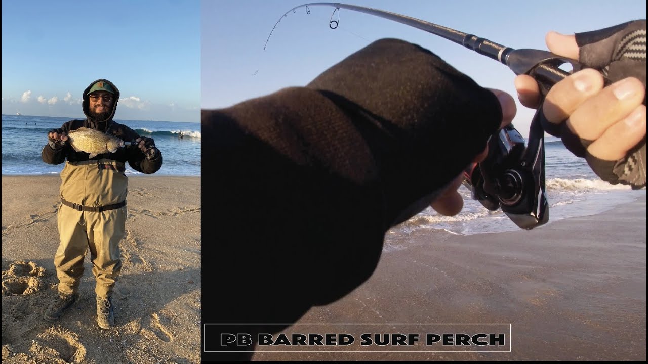 Catching a BIG Barred SURF PERCH. New PB (SoCal SURF Fishing) - YouTube