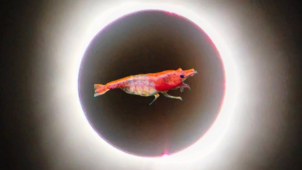 Shrimp Farm Complete - Total Solar Eclipse - YouTube