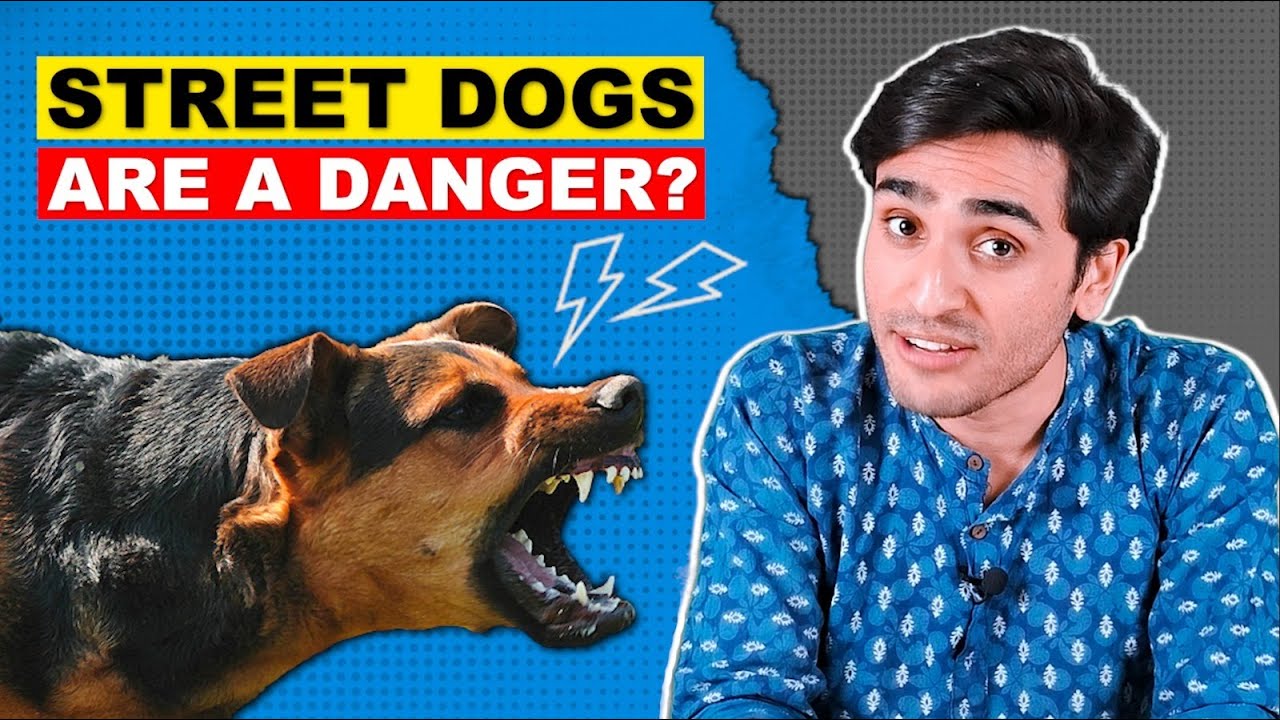 Dogs vs Everybody In India? | Weird Stray Dog Laws - YouTube