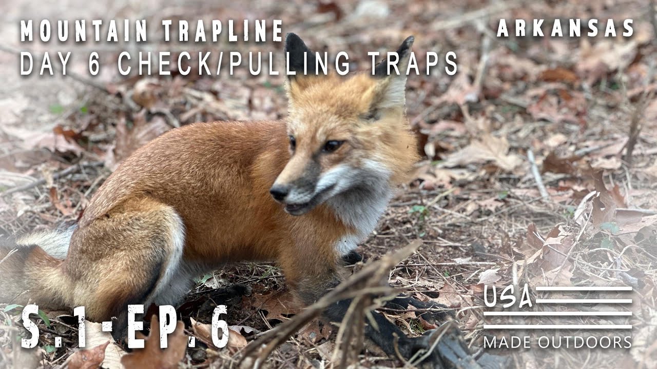 S .1 - Ep.6 - Mountain Trapline Check & Pulling Traps - YouTube
