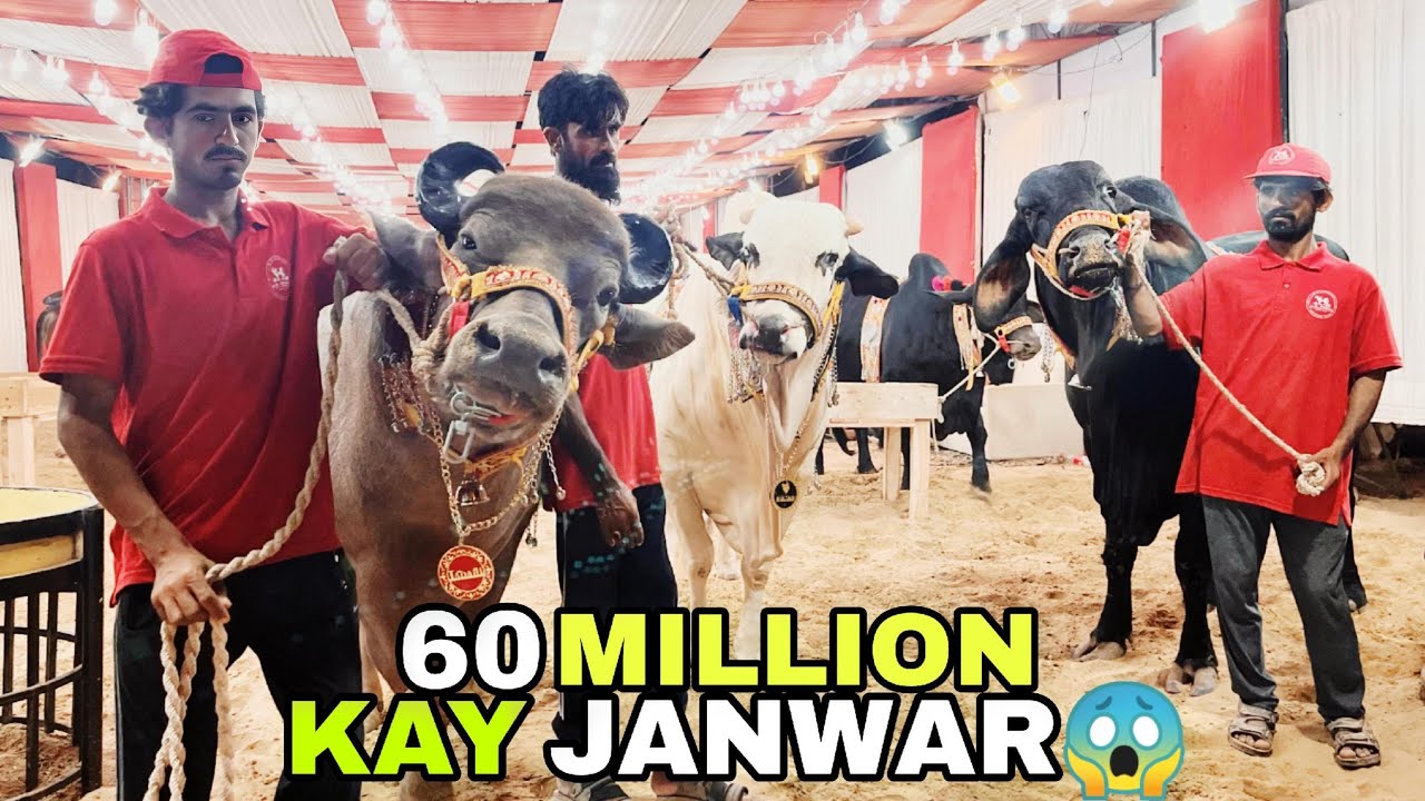 60 Million kay JANWAR 🔥| M.M Dairies Cattle | cow mandi 2025 - YouTube