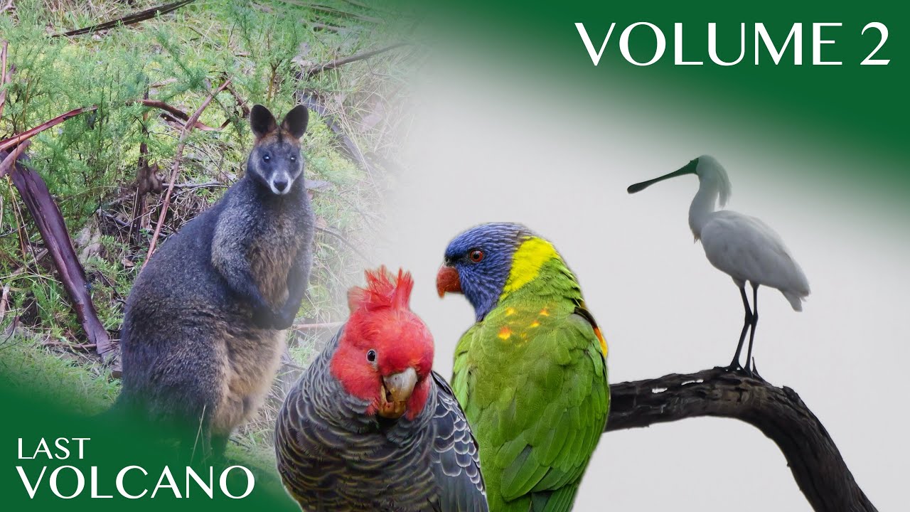 Relaxing Australian Wildlife Moments | Calming Nature Sounds | Volume 2 ...