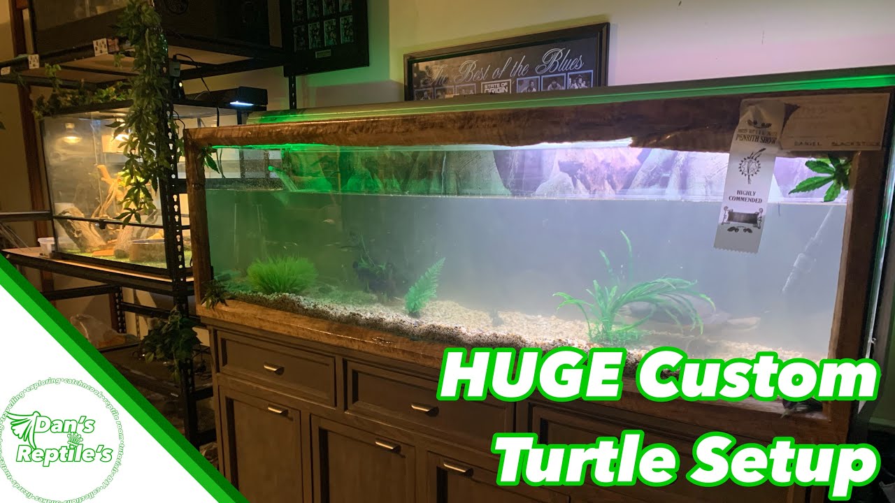 HUGE Custom Turtle Setup - YouTube