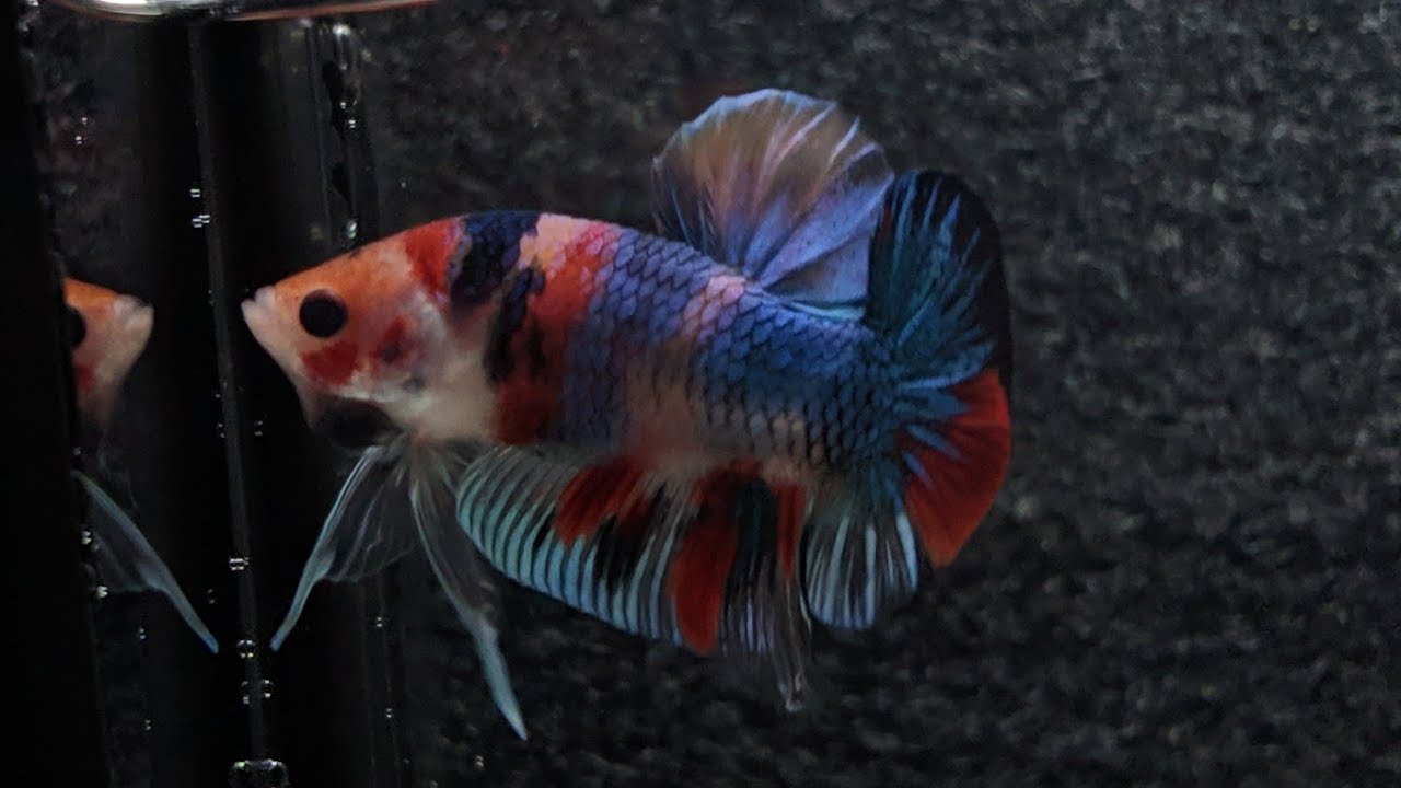 Betta Fish "Emerald Multicolour" - YouTube
