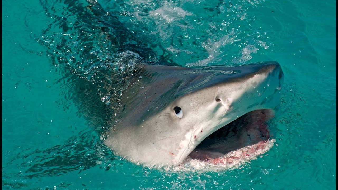 Ultimate Fishing Simulator 2: how to catch big Tiger Shark (675kg) use ...