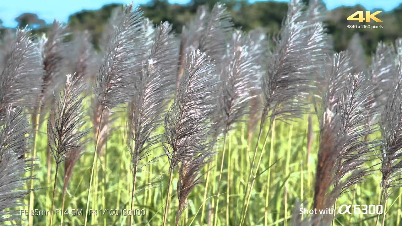 Sony A6300: 4K 30fps Video Sample from Sony (Colours Graded) - YouTube