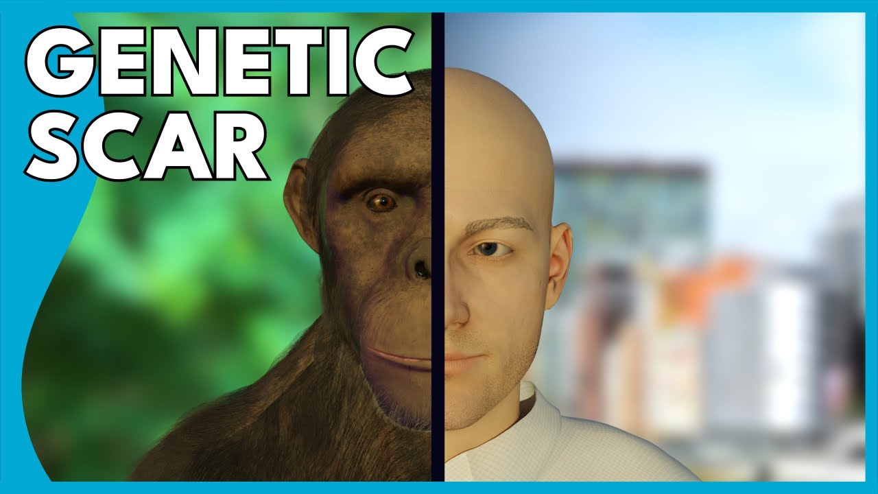 The Genetic Scar That Shows Where We Came From - YouTube