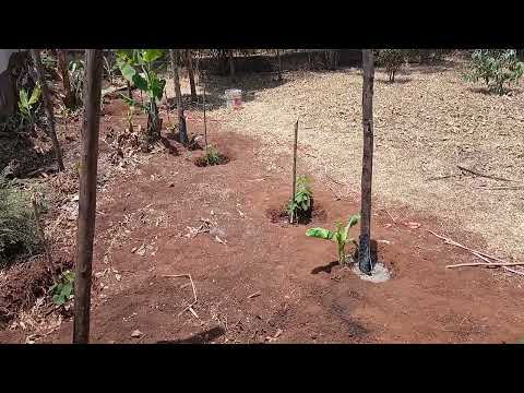 grapes farming in Kenya 0793518655 - YouTube