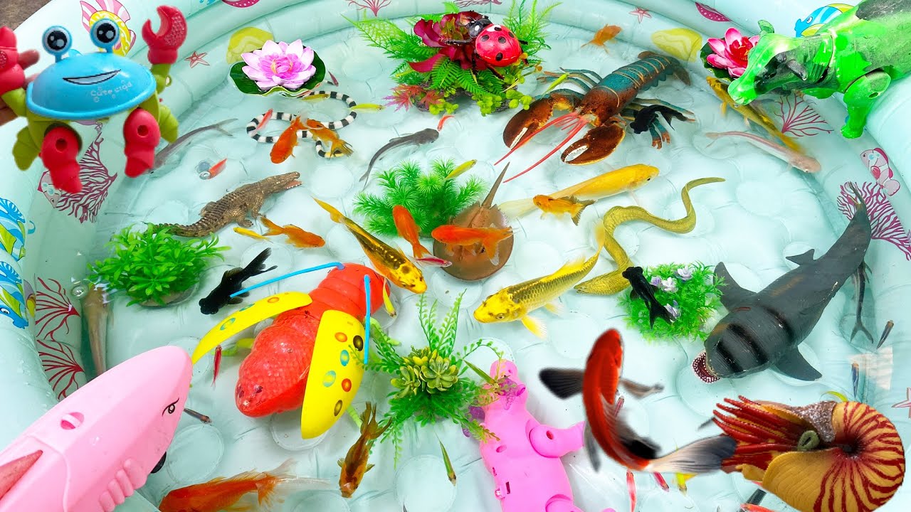 Amazing Put fish in the float,sharks,dolphins,sea creatures,Slipp vakre ...
