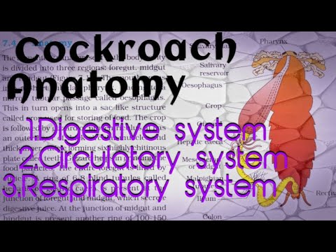 Cockroach 🪳 Anatomy (part-1)#ncert line by line explanation #biology ...