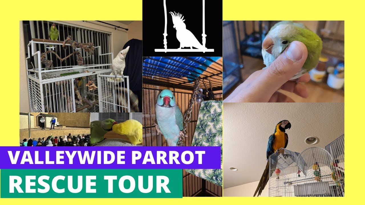 Why we MATTER? Parrots in Need and More #funnyanimals #parrotrescue # ...