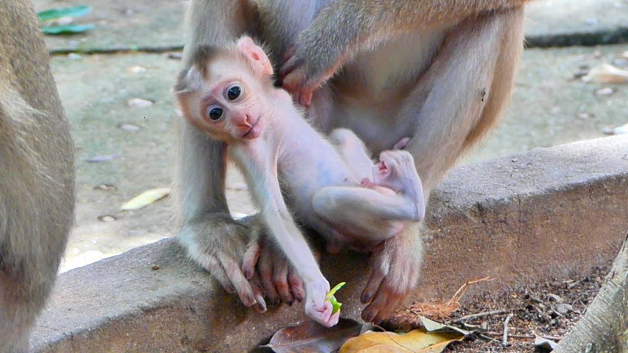Very cute !Beloved baby monkey NIKO make action funny style -when Mom ...