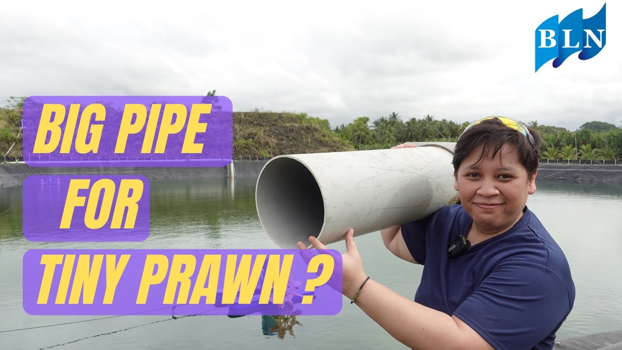 Size needed for prawn farm pipe? - YouTube