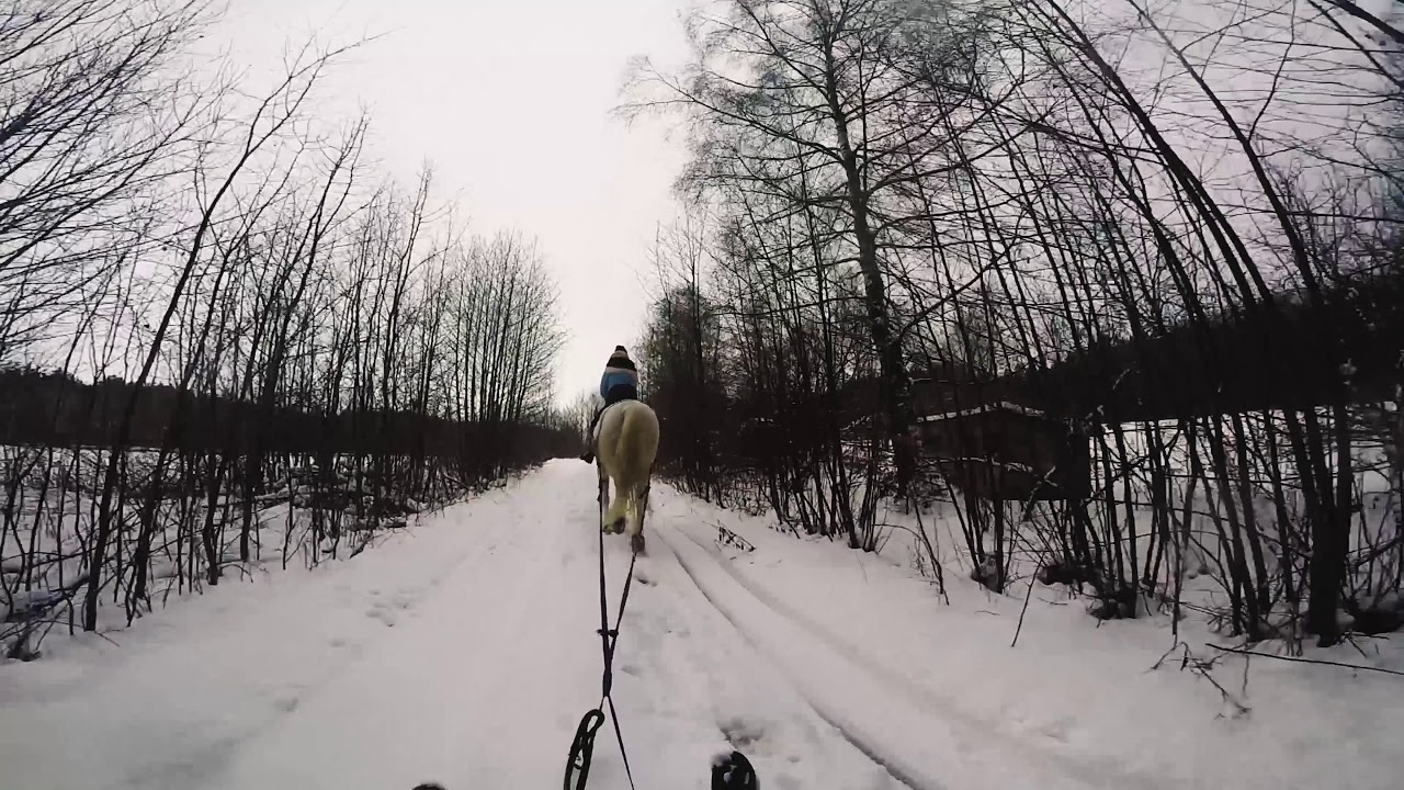 Gopro 5 - Horse pulling sled - YouTube