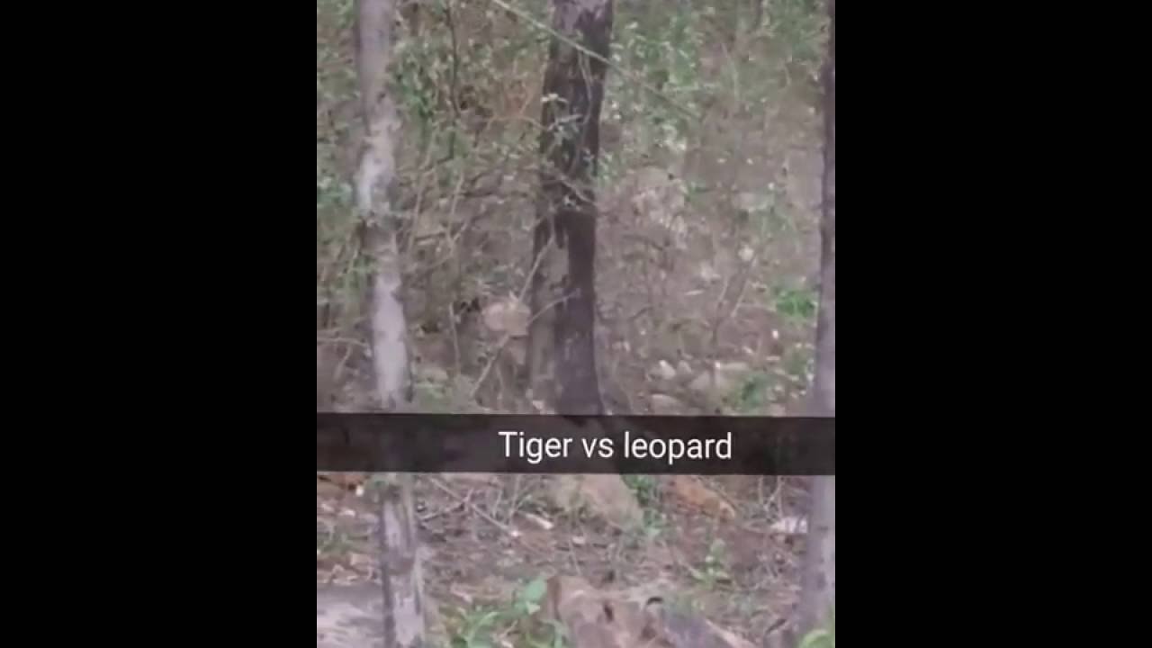 Tiger vs Leopard fighting.... - YouTube