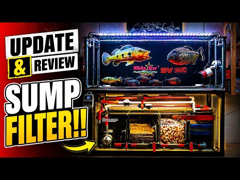 UPDATE‼️ AQUARIUM SUMP FILTER UNTUK IKAN PREDATOR....