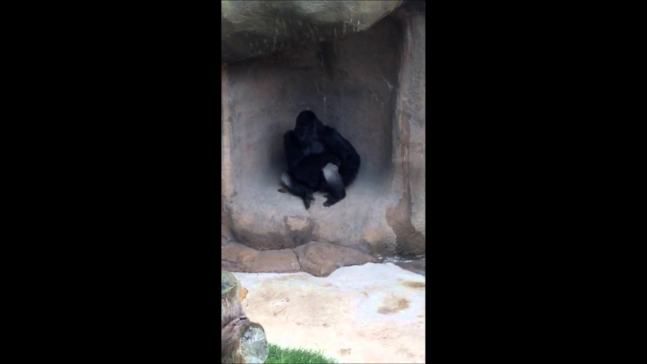 Gorilla picks butt and smells it - YouTube