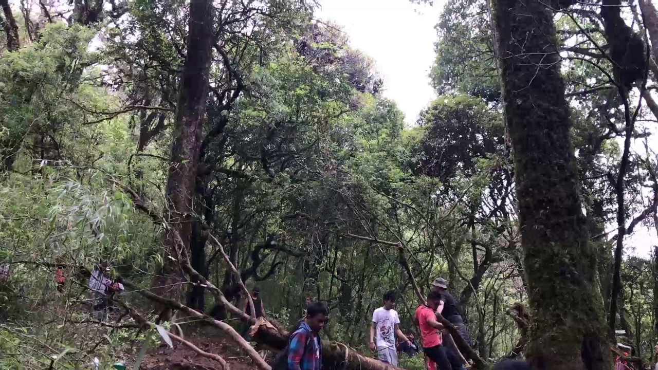 Trekking at Shirui Hills #shiruifestival#shiruilily - YouTube