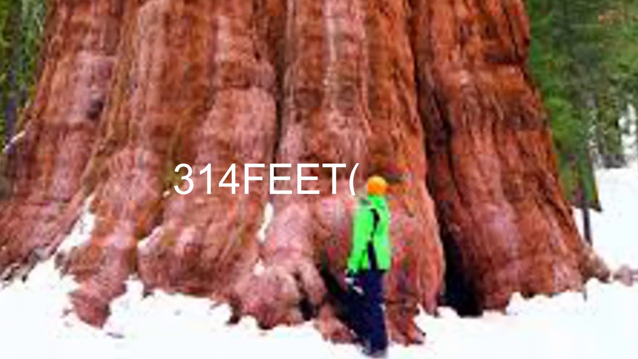 TOP 10 LONGEST TREES YouTube top-10-longest-trees-youtube