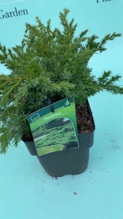 Можжевельник Блю Швед - YouTube