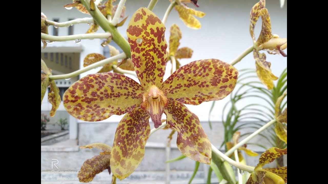 Anggrek Tebu, Anggrek Langka grammatophyllum speciosum !!!! - YouTube