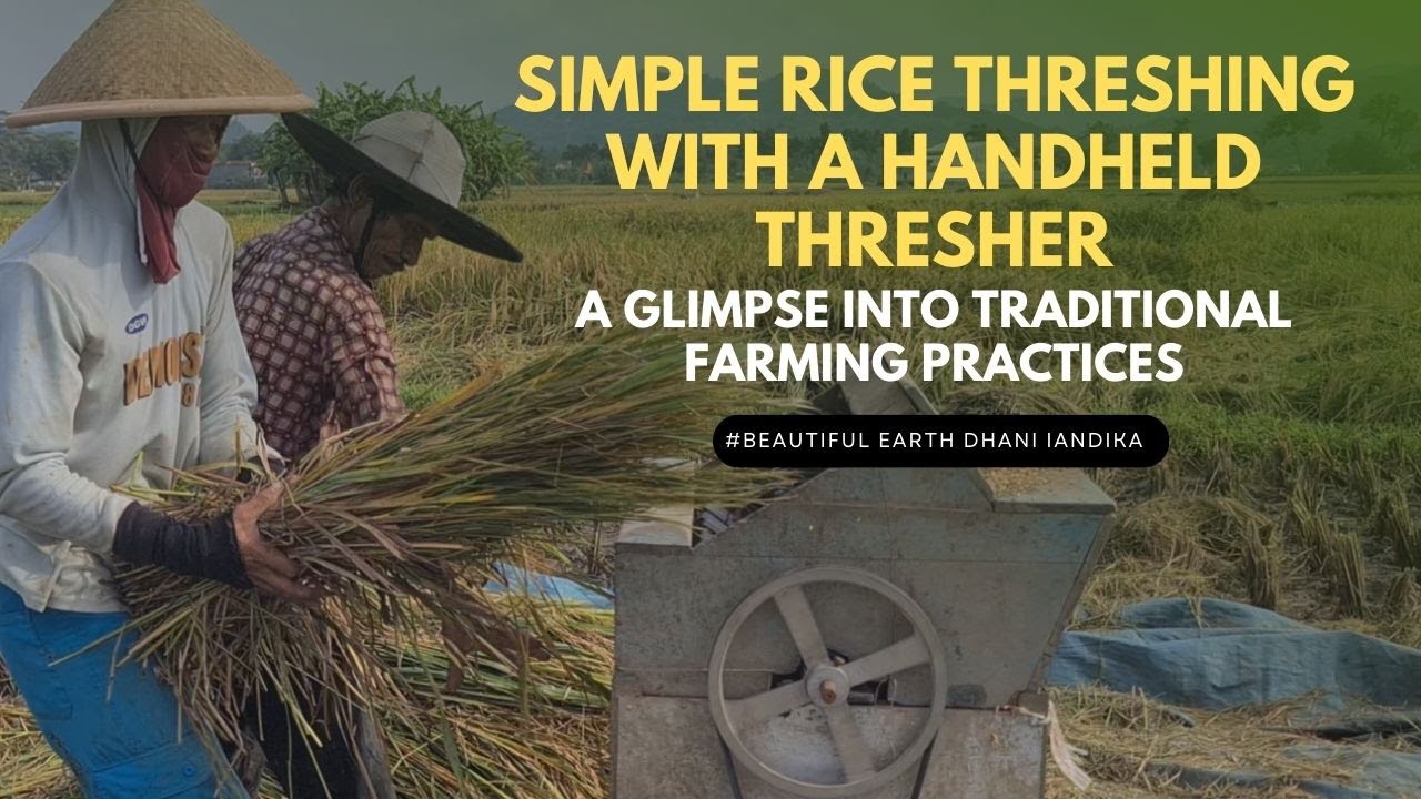 "Simple Rice Threshing with a Handheld Thresher – A Glimpse Into ...