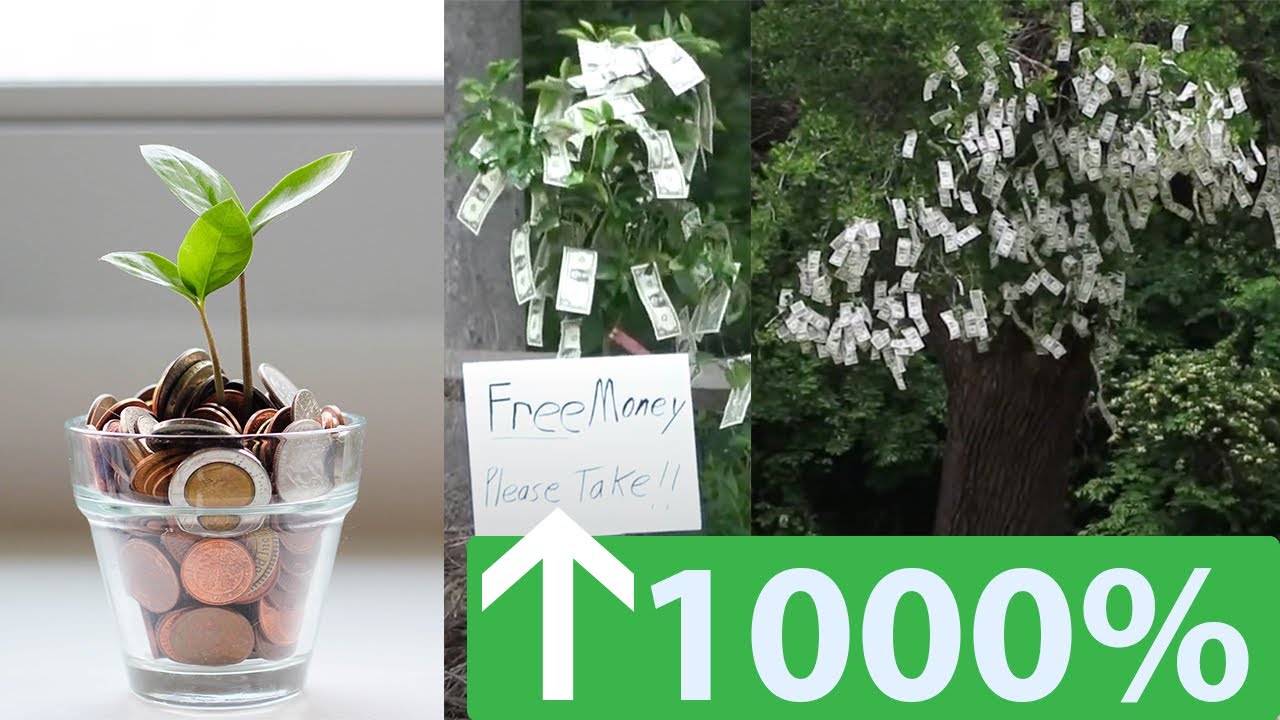 The Money Tree is real and I'm here to give you the money - YouTube