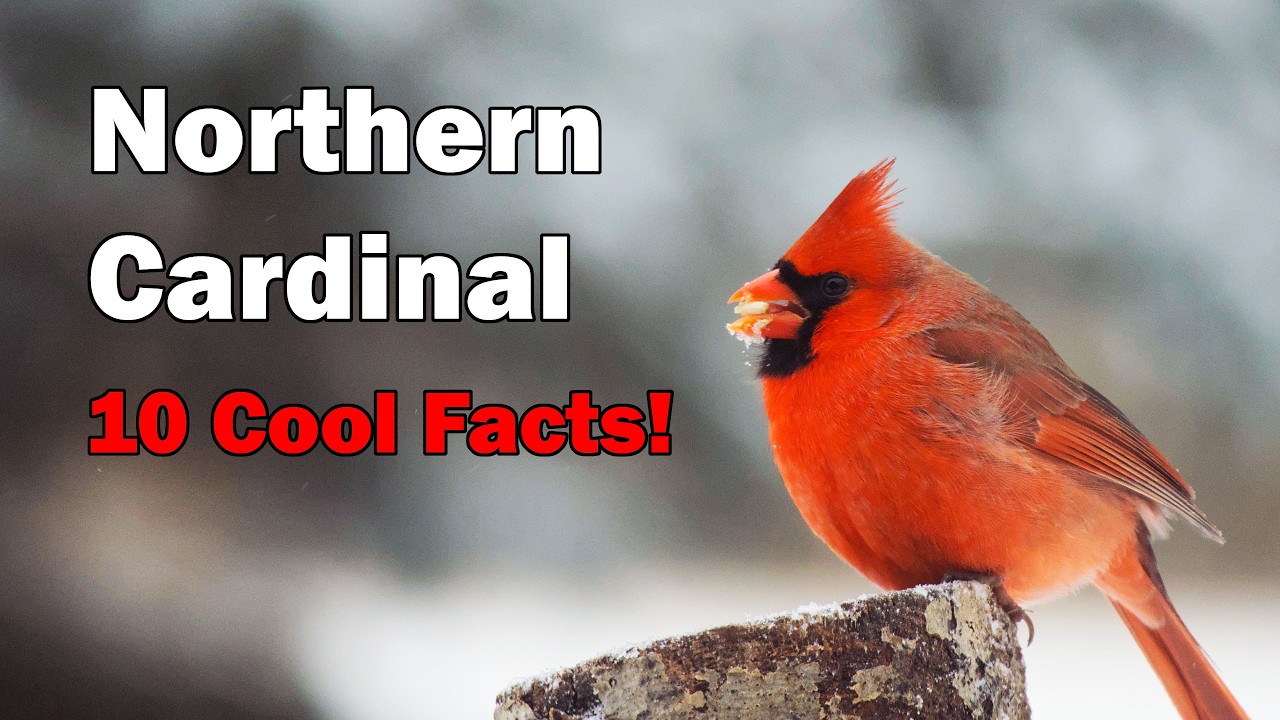 Northern Cardinal - 10 Interesting Facts! - YouTube