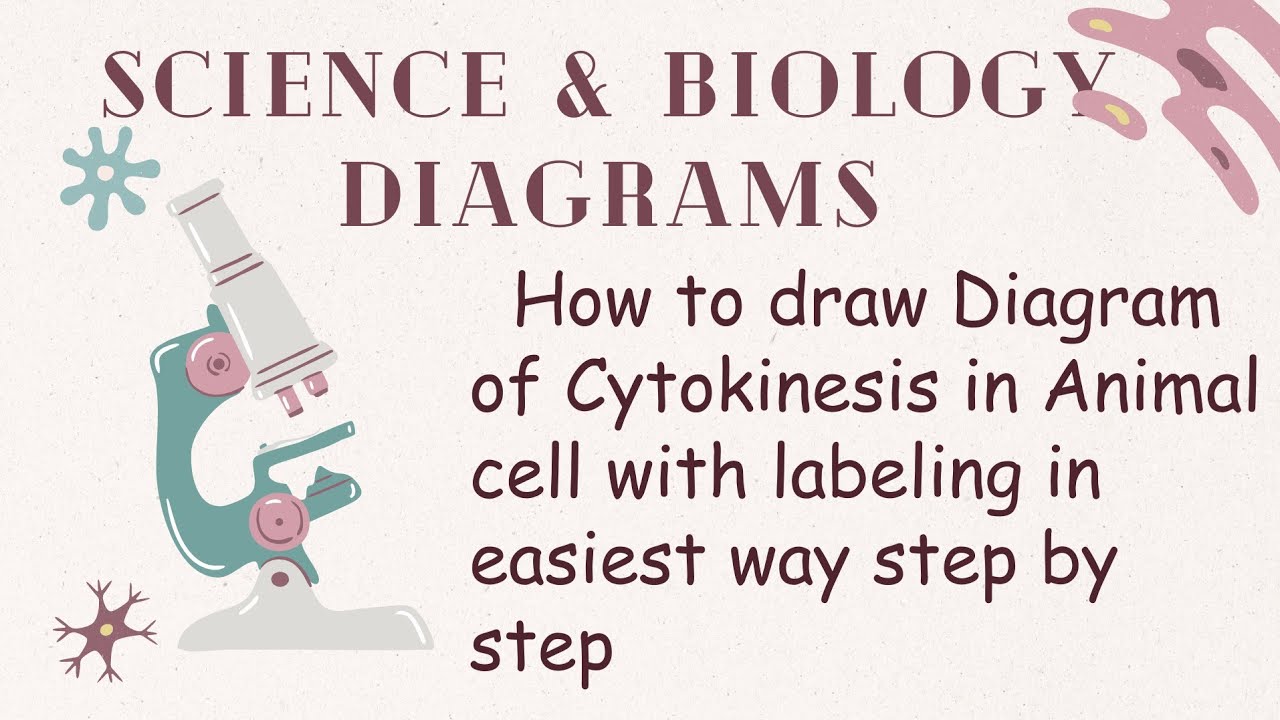 Learn how to draw Diagram of Cytokinesis in Animal cell with labeling ...